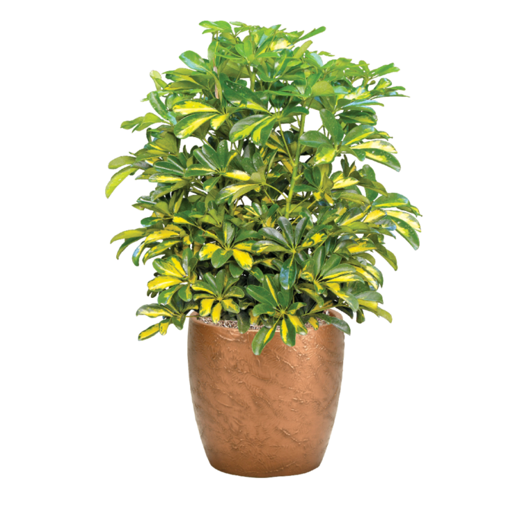 Indirect Light Plants - Indoor Indirect Sunlight Plants | Plantscape LIVE