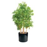 Ficus Spire Care, Water, Sunlight Guide | Plantscape LIVE