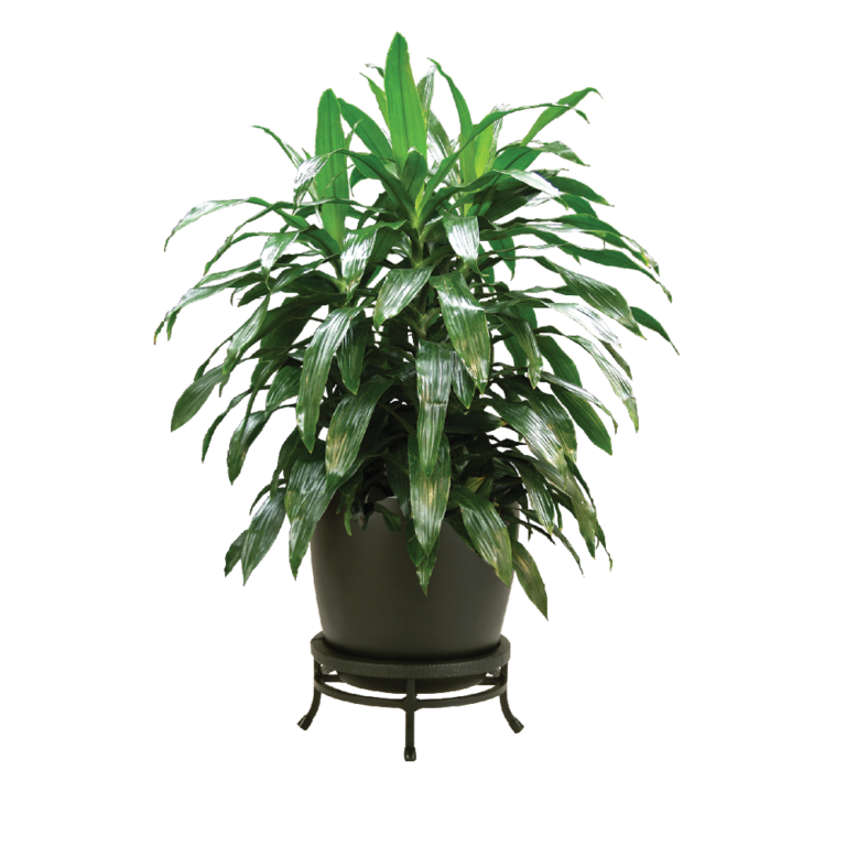 Dracaena Janet Craig Plant Care, Water, Light Guide | Plantscape LIVE