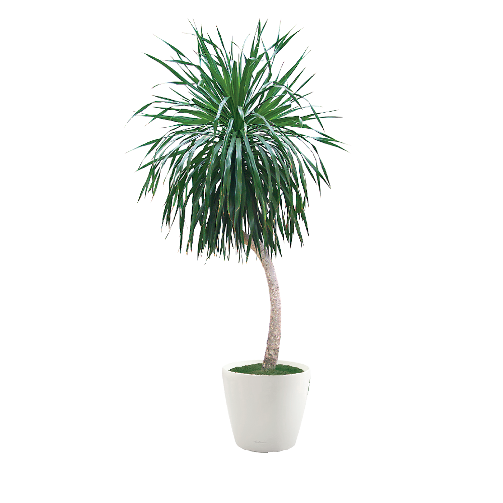 Dracaena Arborea Plant Care, Water, Sunlight Guide | Plantscape LIVE