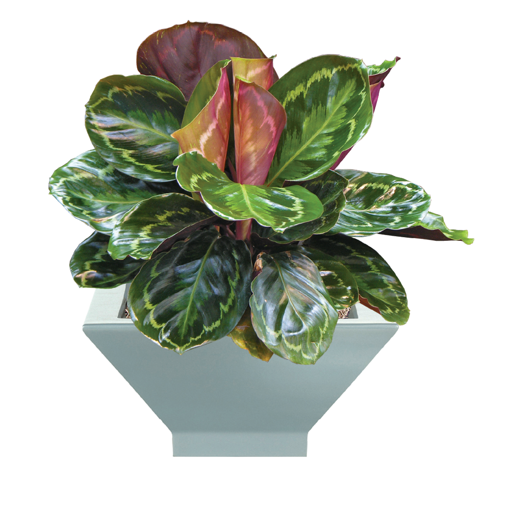 Calathea Rosea-Picta Plant Care Guide | Plantscape LIVE