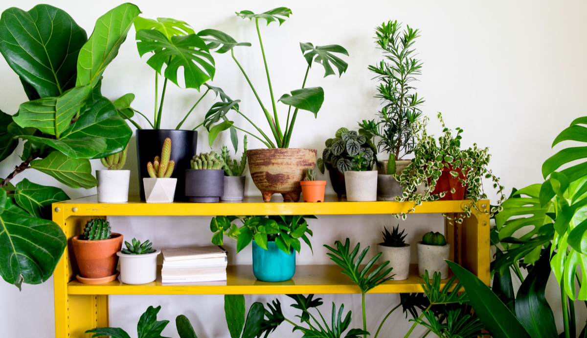 The Secret Formula for Grouping Plants in a Pot | Plantscape LIVE