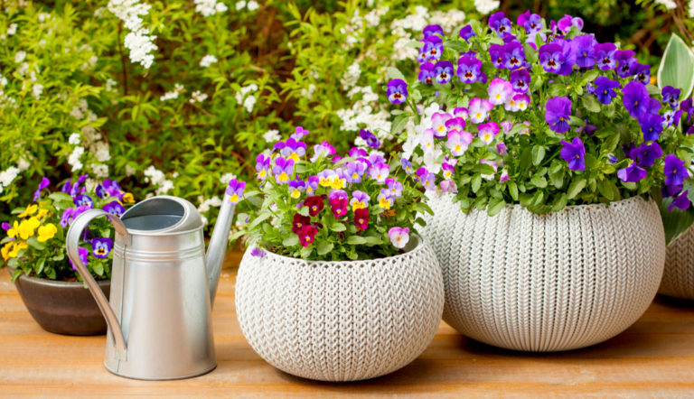 8 Easy Container Plants to Grow From Seed | Plantscape LIVE